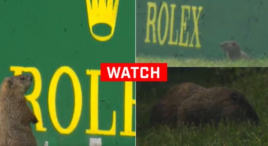Groundhog Surprise