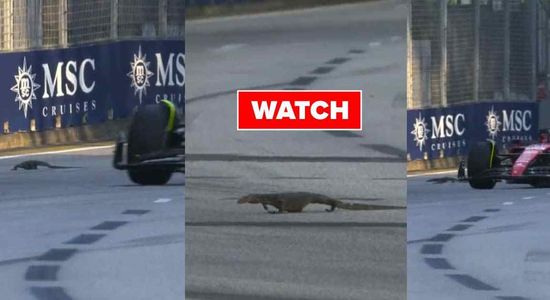 WATCH: Lizards invade Marina Bay Street Circuit during FP1 session of ...